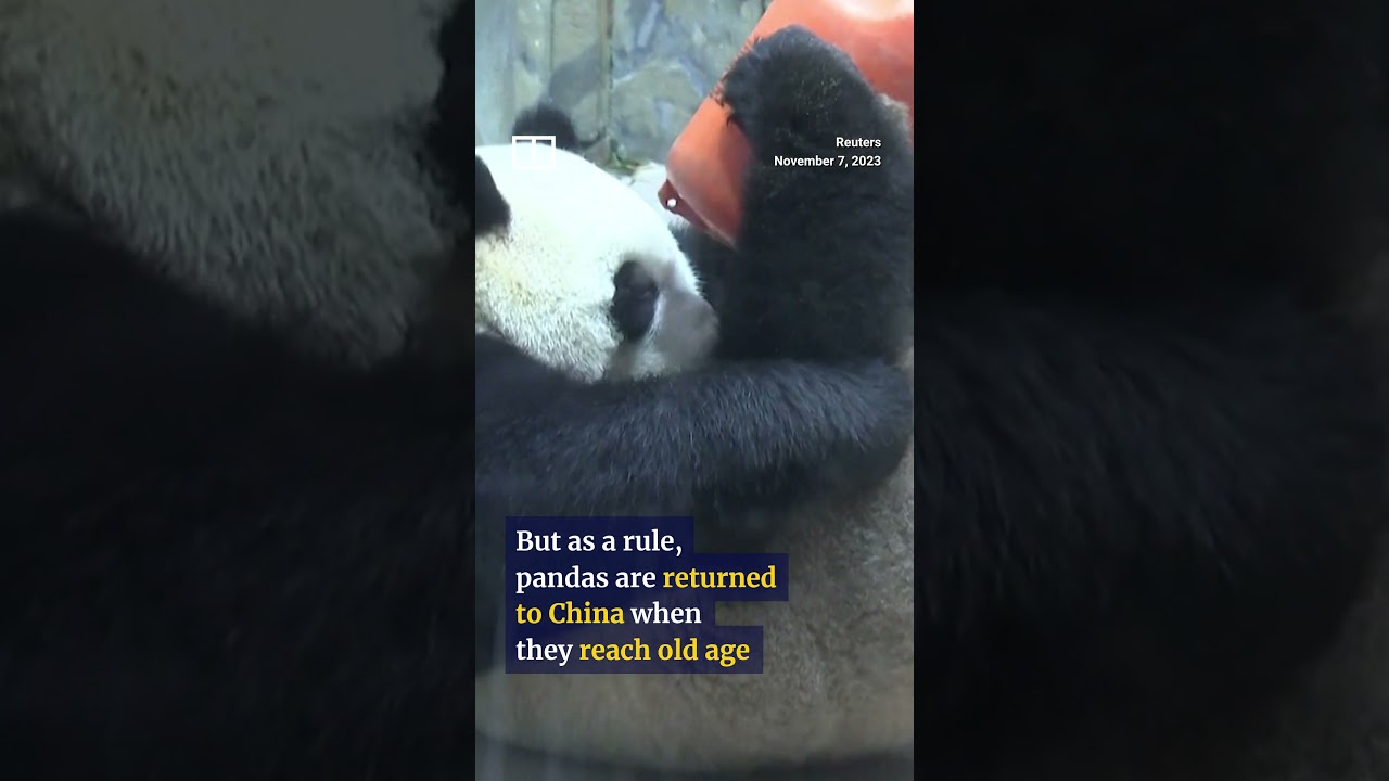 IN A MINUTE: Washington’s last giant pandas returned to China #shorts ...