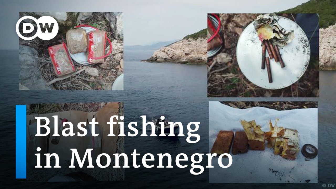 How fishers in Montenegro illegally use blast fishing | Focus on Europe ...