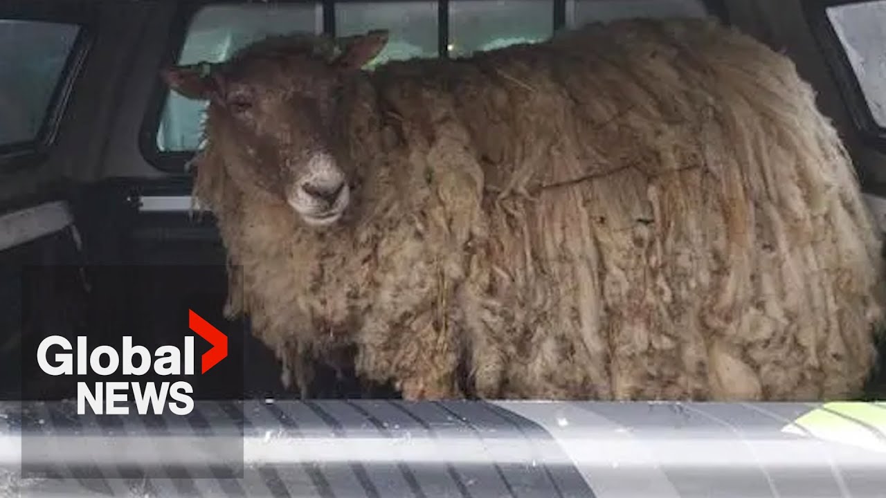 “Britain's loneliest sheep” rescued after 2 years stranded at bottom of ...