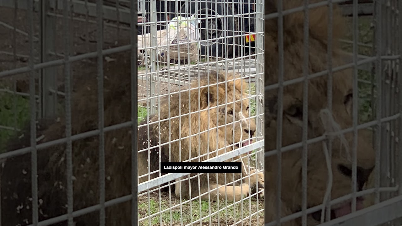 Circus lion captured after five hours on the loose near Rome - The ...