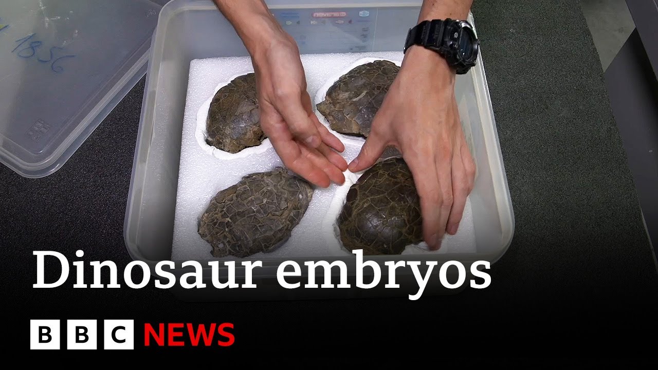 Inside Portugal's dinosaur embryo discovery - BBC News - The Global Herald