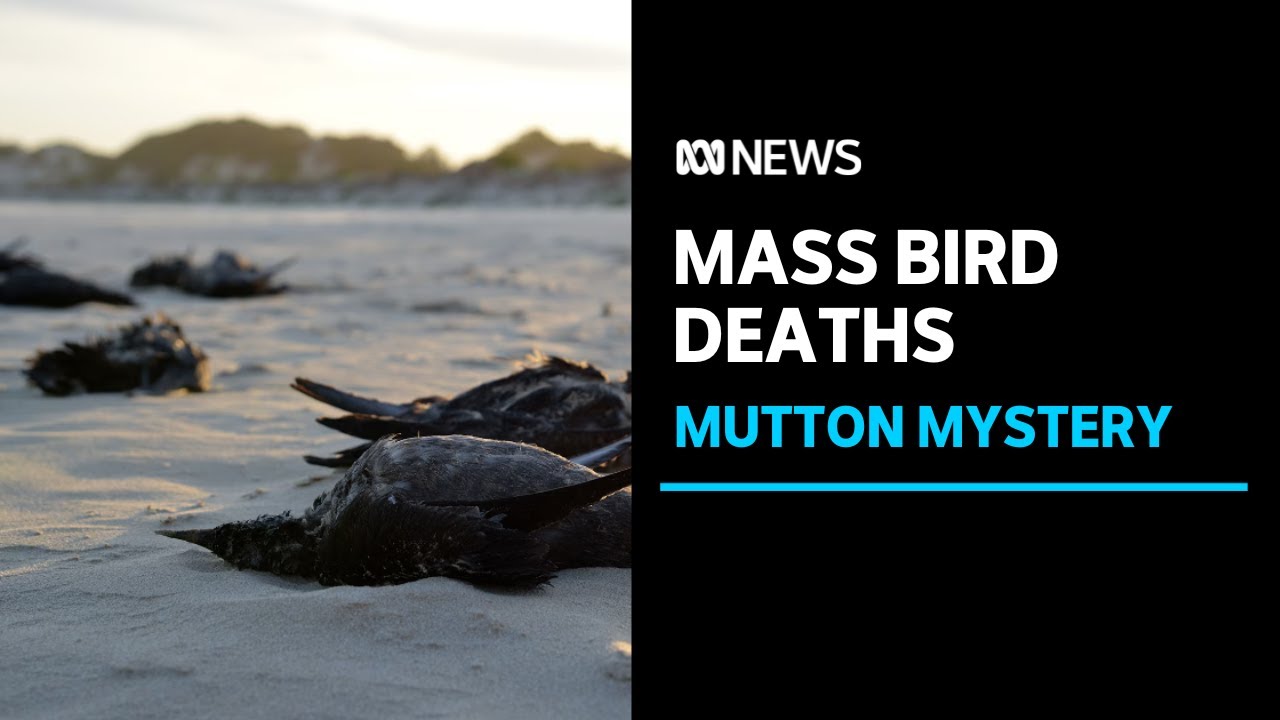 Why are seabirds washing up dead along Australia's coast? Here's what ... Why are seabirds washing up dead along Australia's coast? Here's what ...