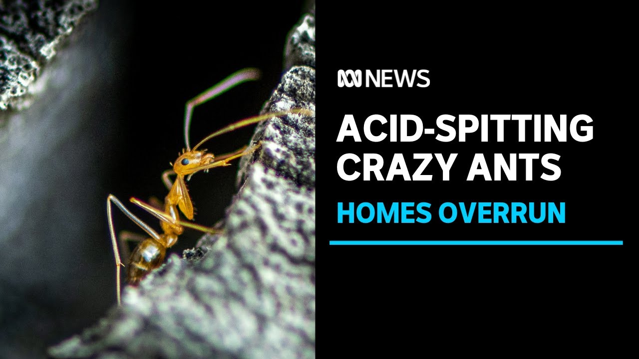 Crazy ant takeover sparks biggest-ever baiting blitz | ABC News - The ...