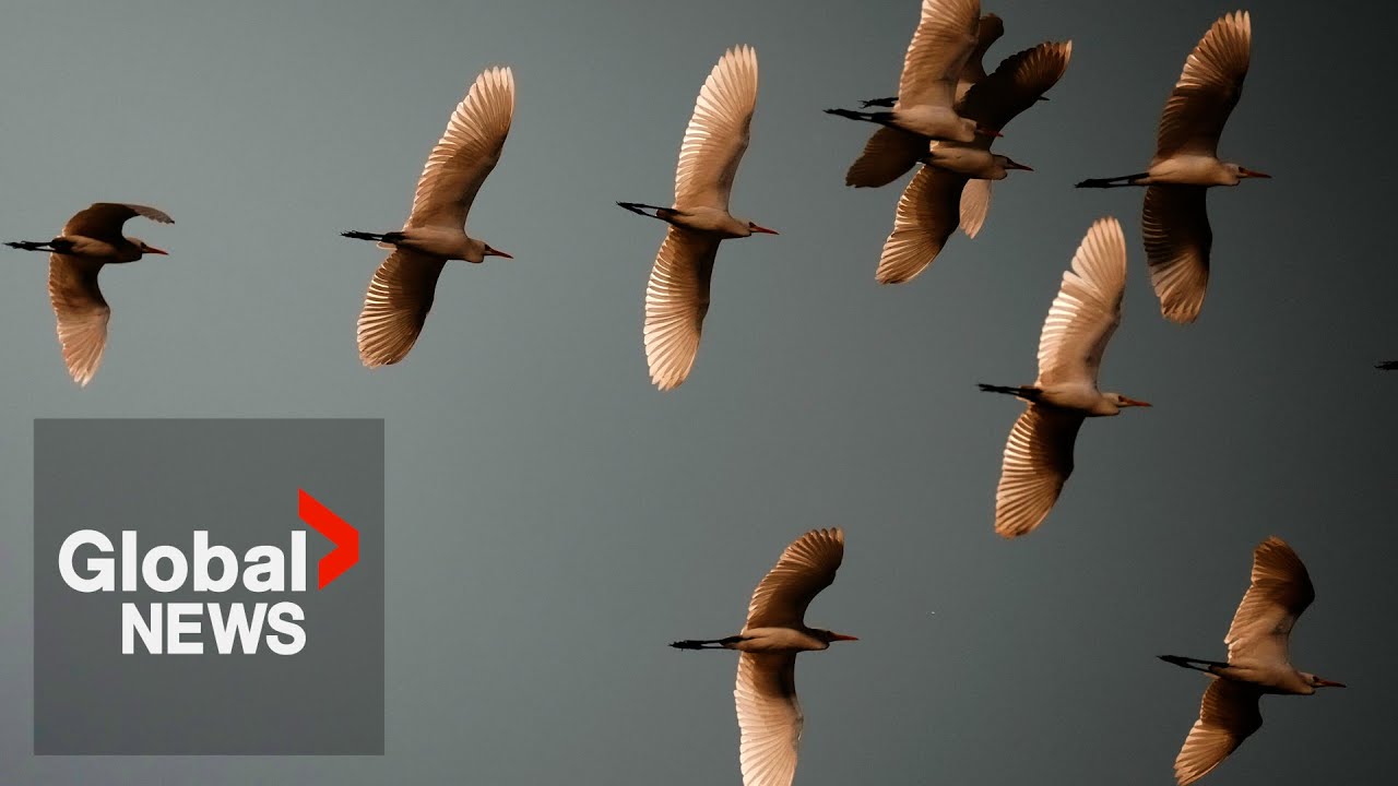 Why dozens of North American bird species are being renamed - The ...