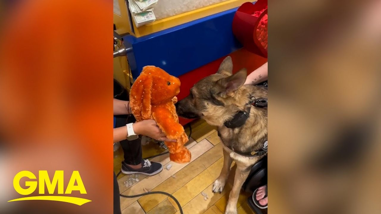 Cardiac alert dog creates his own Build-A-Bear - The Global Herald