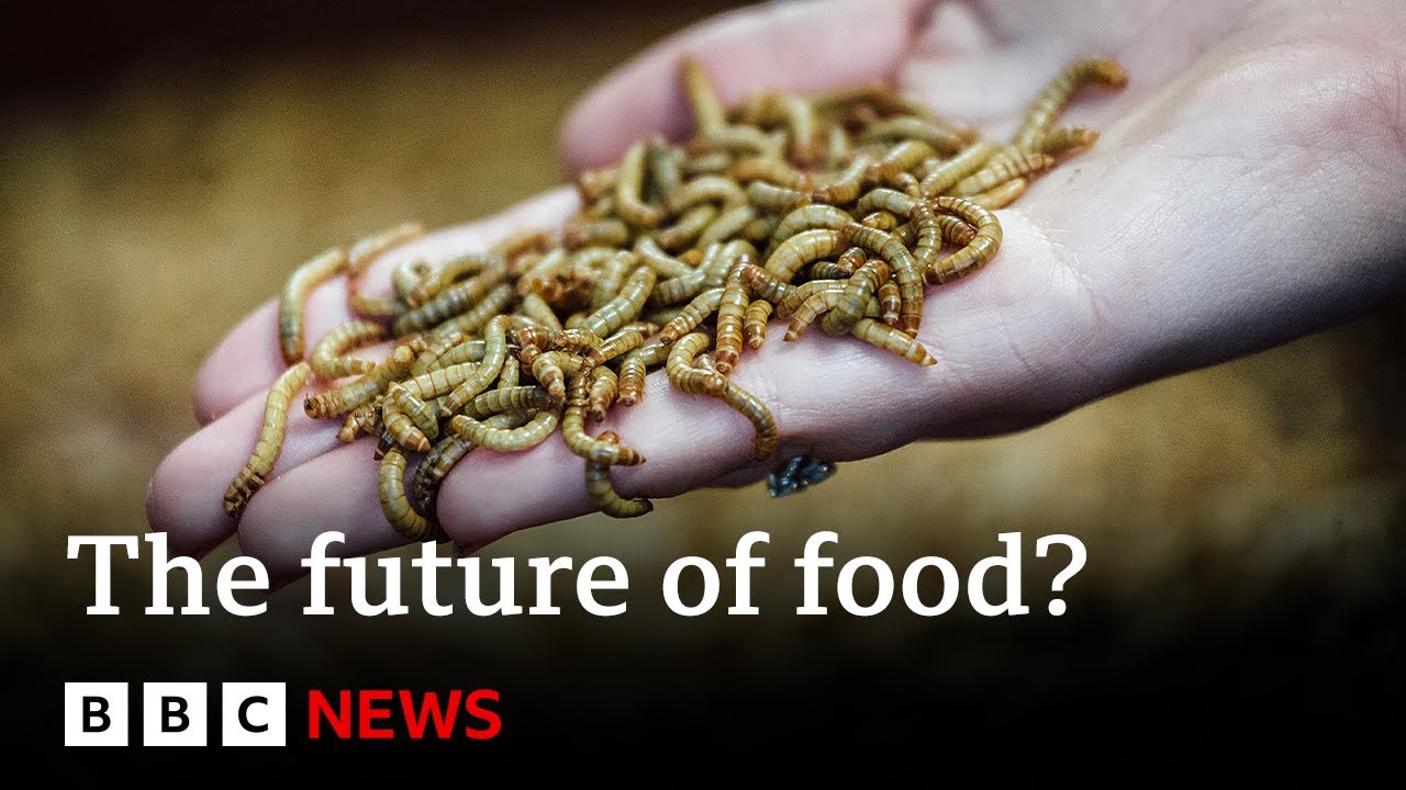 How the food we eat impacts the planet | Future Earth | BBC News - The Global Herald