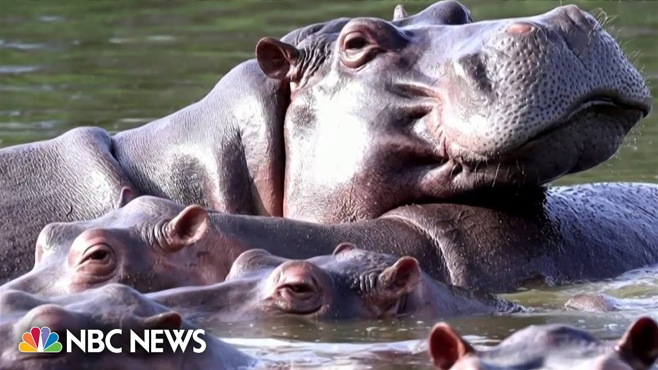 Colombia sterilizing hippos descended from pets of kingpin Pablo ...