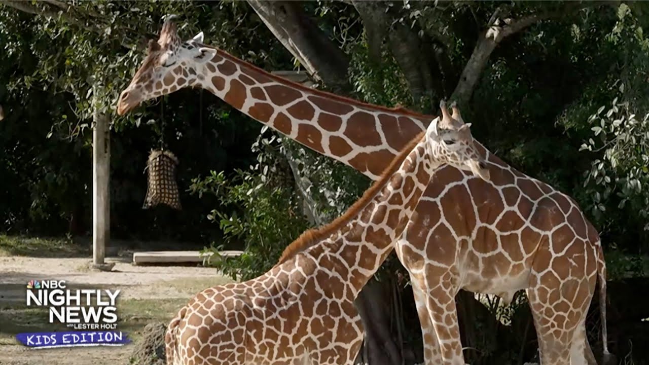 How tall can giraffes get? Learn all about these majestic animals ...