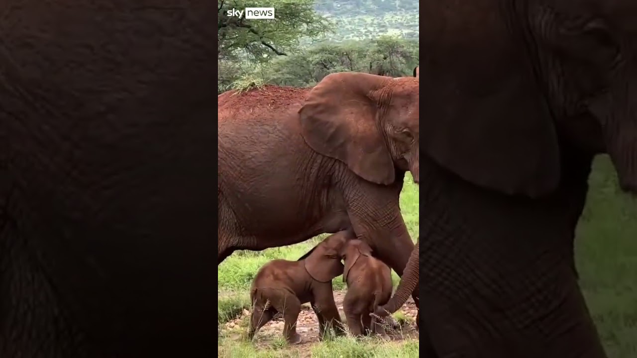 Elephant in Kenya gives birth to twins - The Global Herald