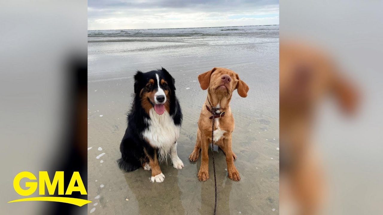Blind dog's best friend acts as his guide dog - The Global Herald