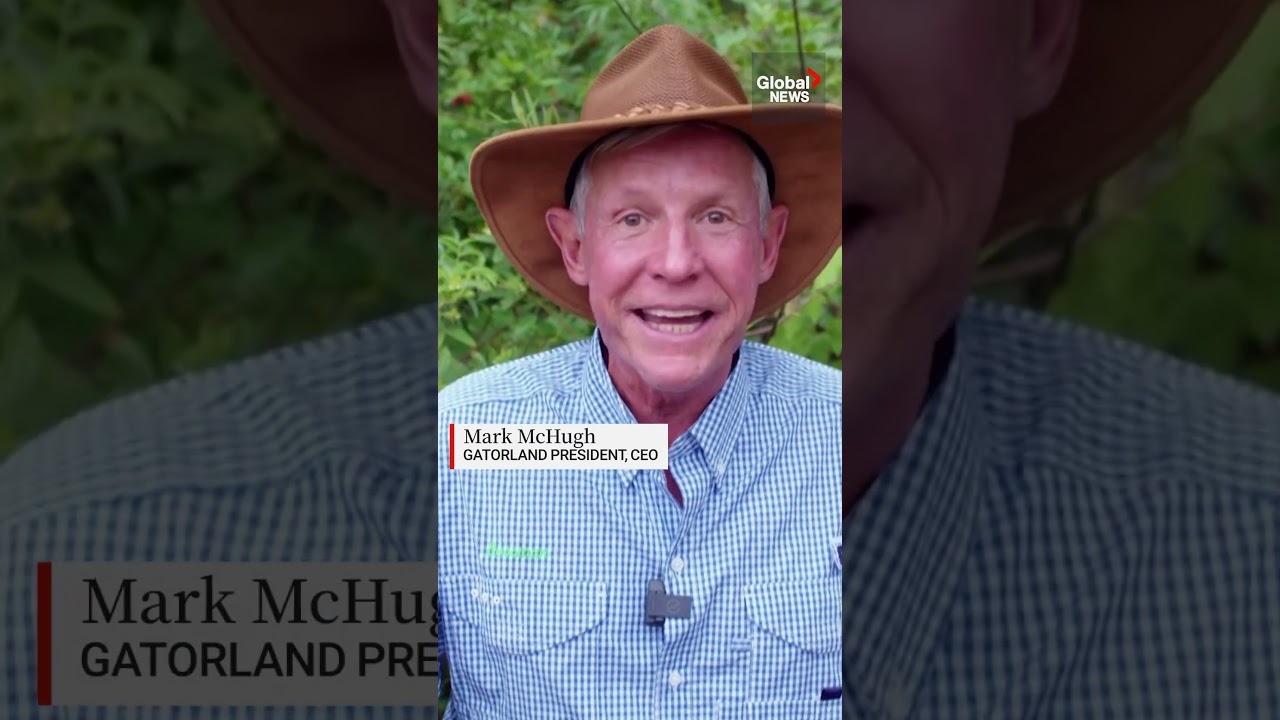 Rare white leucistic alligator born in captivity for the 1st time in ...