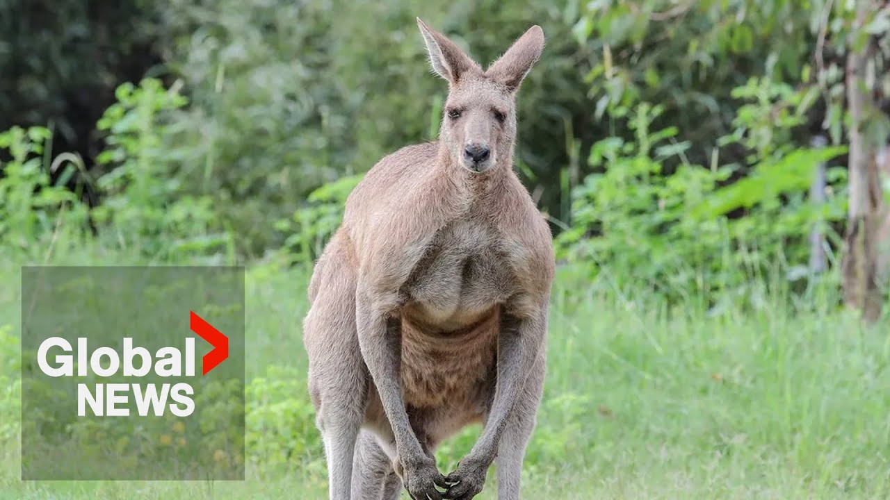 Search continues for escaped kangaroo hopping around southern Ontario ...