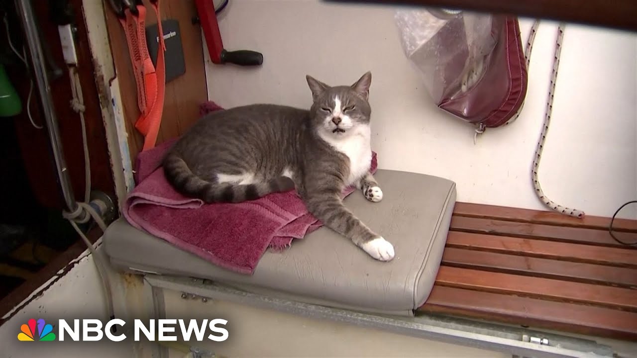 Meet the first cat to sail in the Sydney to Hobart race - The Global Herald