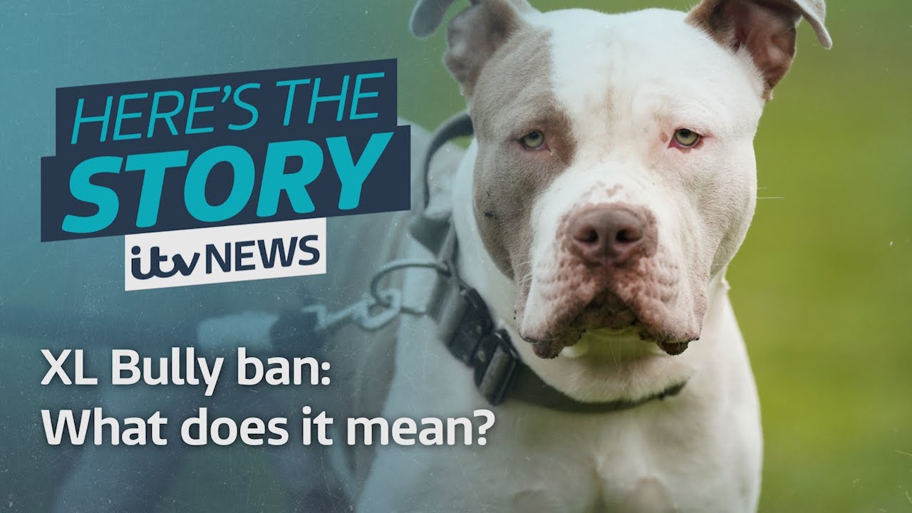 What does next year's XL Bully Ban actually mean? | ITV News - The ...