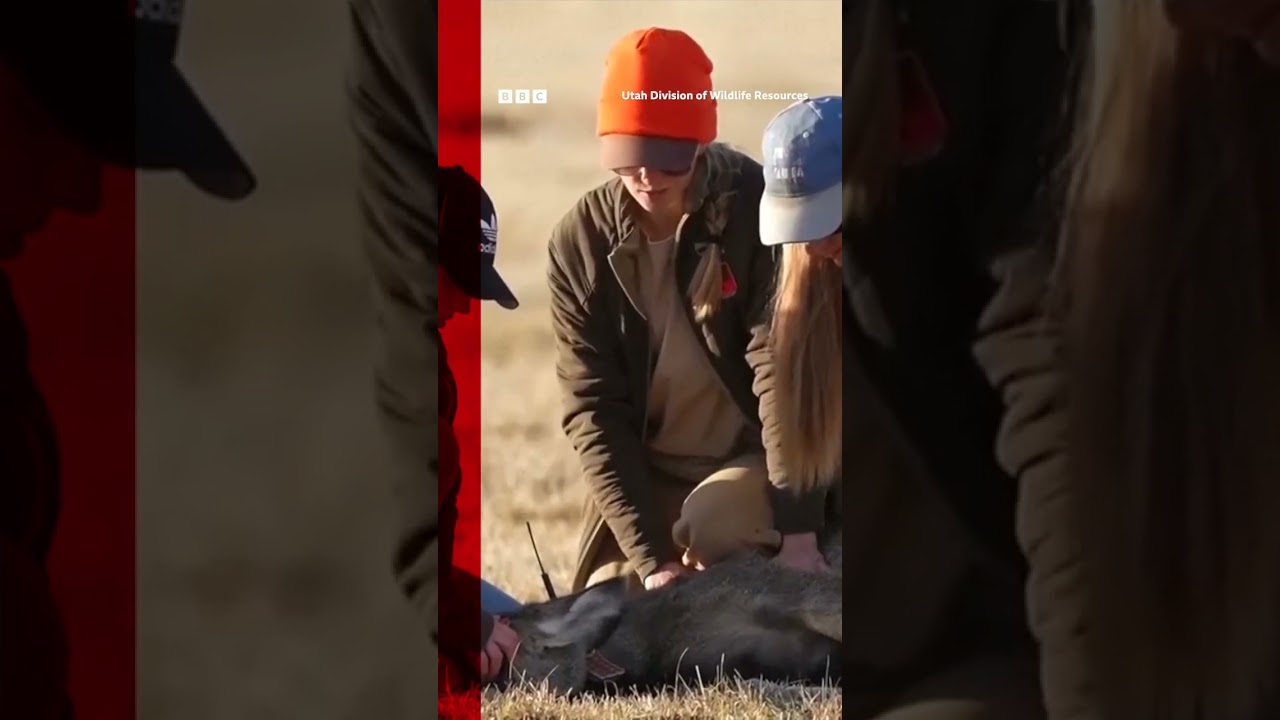 Deer fly through Utah skies as wildlife officials track migration. # ...