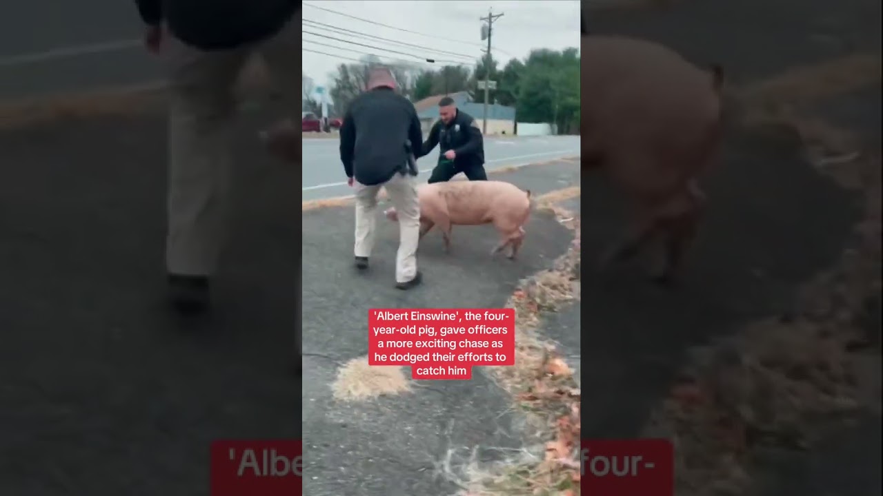 Police officers chase loose pig - The Global Herald