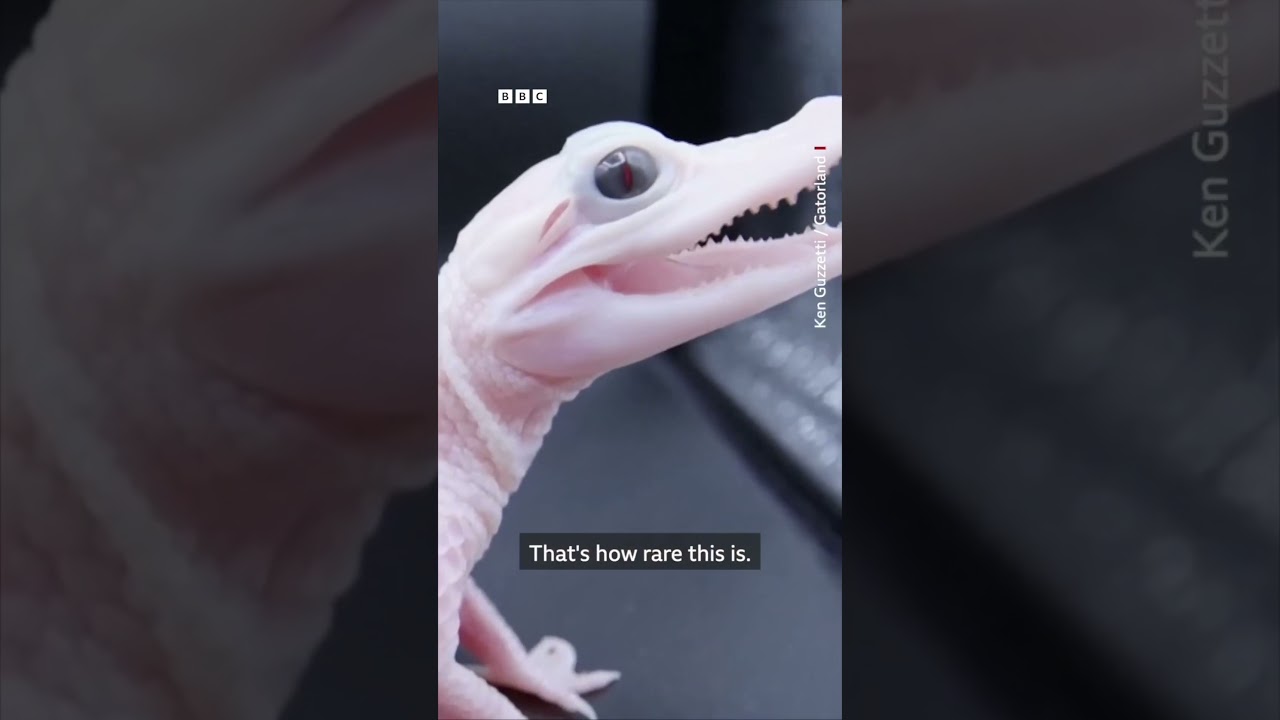 White baby alligator born in the US. #Shorts #Alligator #BBCNews - The ...