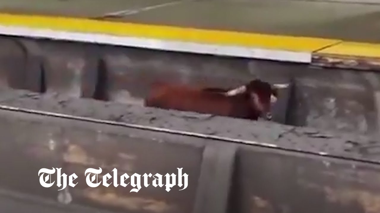 Escaped bull runs around train station after escaping slaughterhouse ...