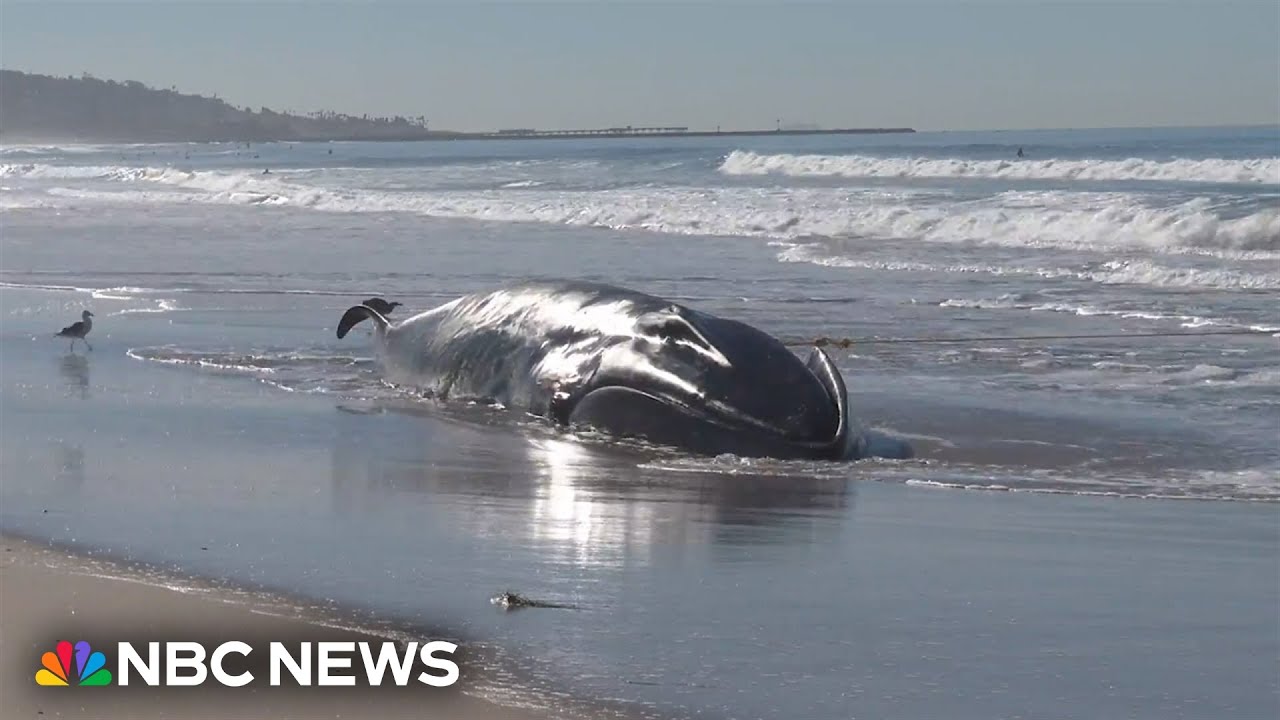 Beachgoers stunned after 52-foot fin whale washes ashore in California - The Global Herald