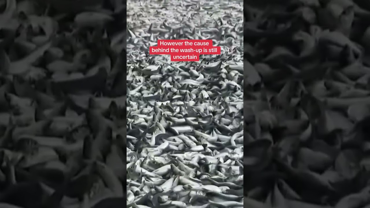 Thousands of dead fish wash up in Japan - The Global Herald