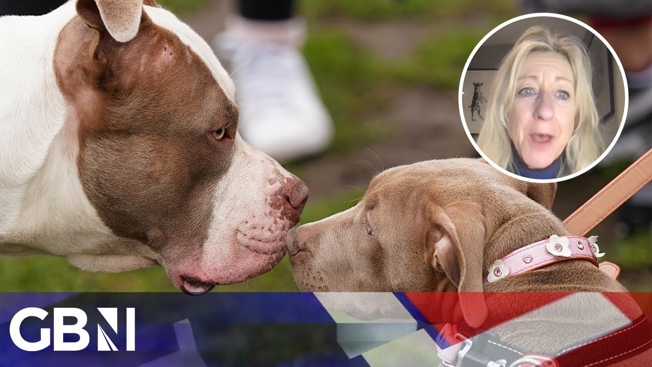 XL bullies will no longer live 'as happy healthy dogs': Anna Webb calls ...