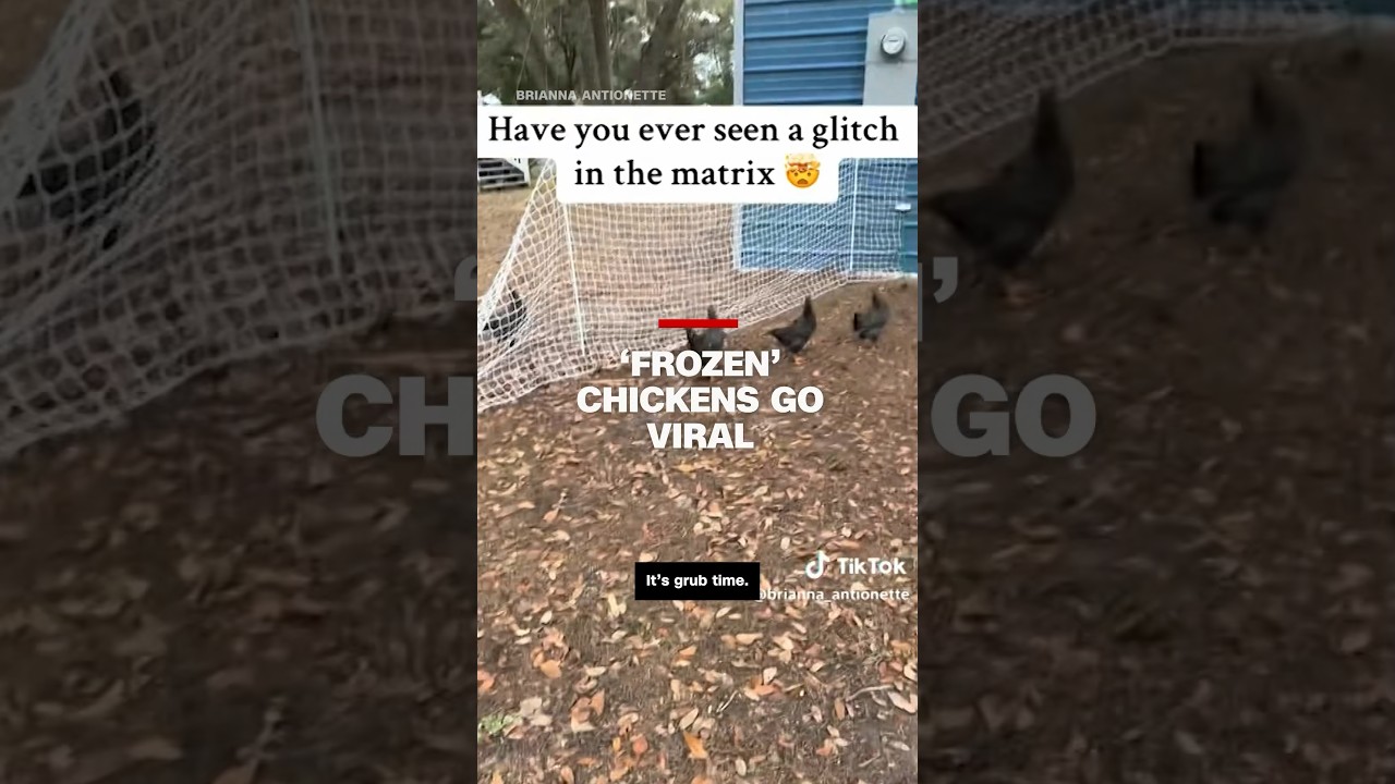 'Frozen' chickens go viral - The Global Herald