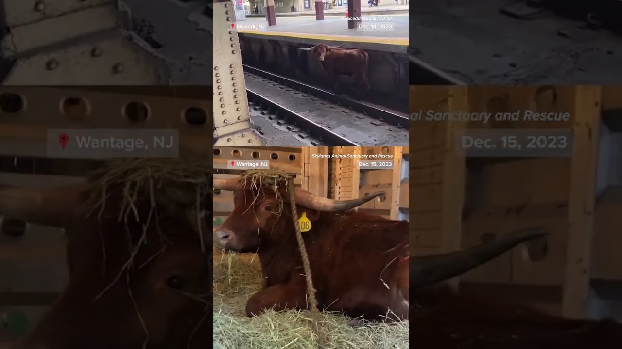 Bull at train station taken to animal sanctuary - The Global Herald