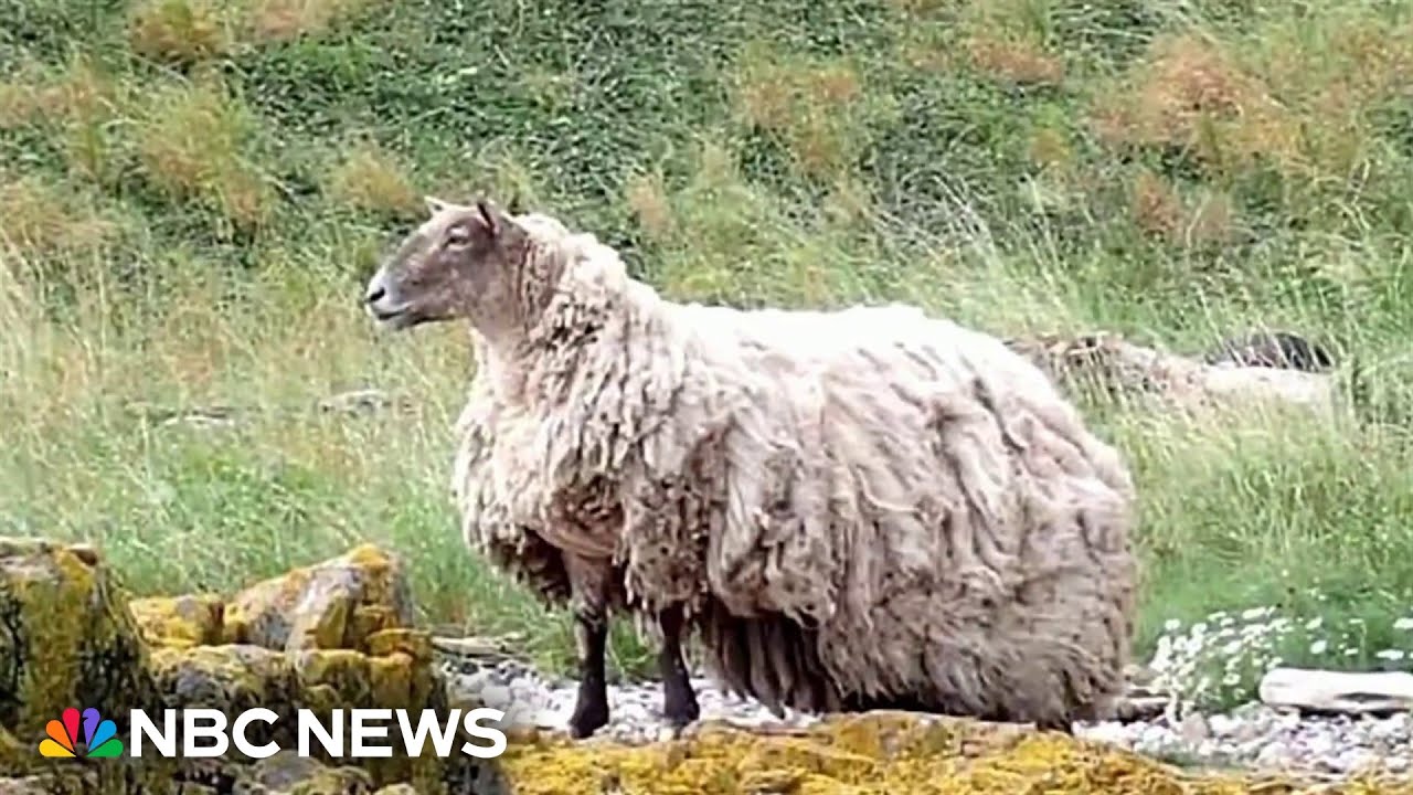 Scottish sheep rescued after being isolated for two years - The Global ...