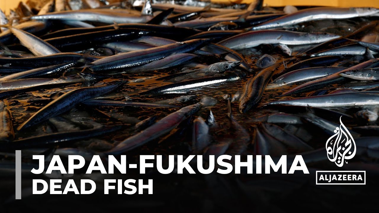 Dead fish wash up in Japan: Reason unknown but officials deny link to ...