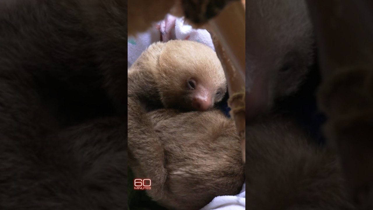 Watch as an orphan sloth is released #shorts - The Global Herald