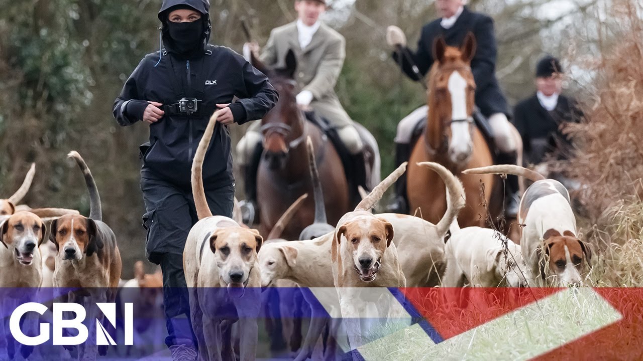 ‘This is an ATTACK on a way of life!’ | Calls for ban on fox hunting ...