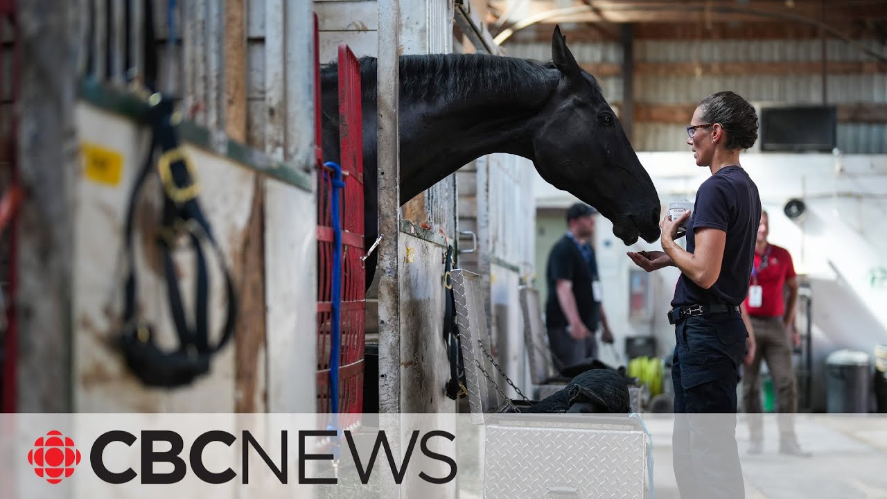 Retired RCMP Musical Ride horses can now go to private homes - The ...