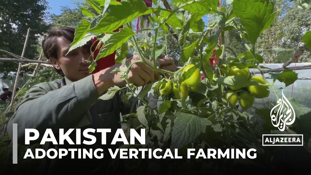 Pakistan vertical farming: Farmers adopt new methods to boost crop ...