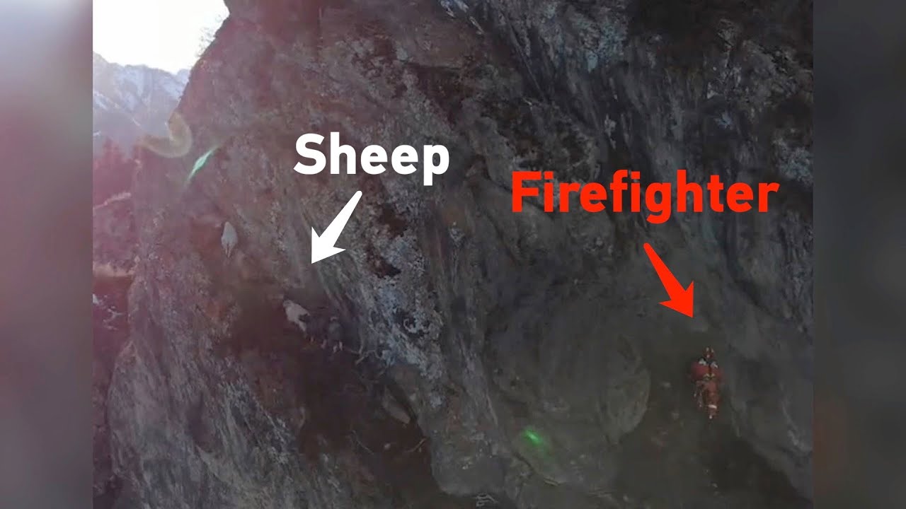 Firefighters rescue 14 sheep trapped on 3,500m high mountain in China ...