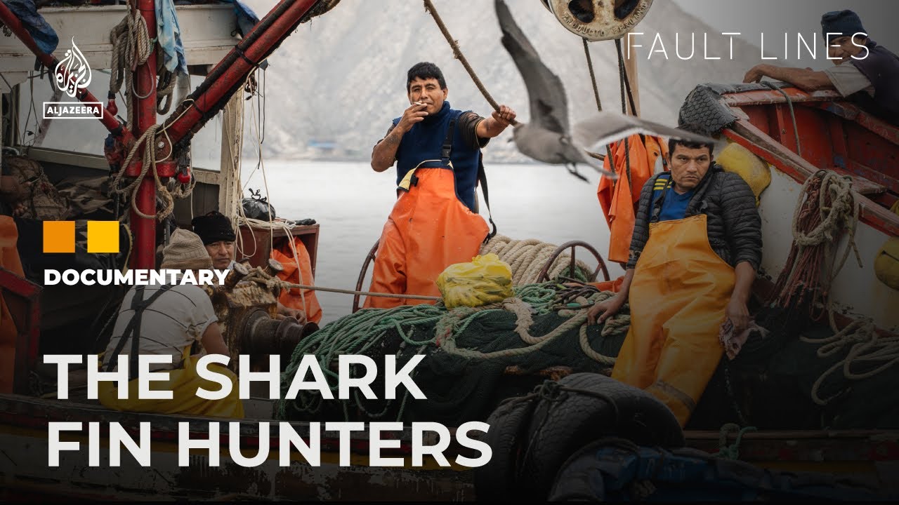 Tracking One of the World’s Bloodiest Trades: The Shark Fin Hunters ...