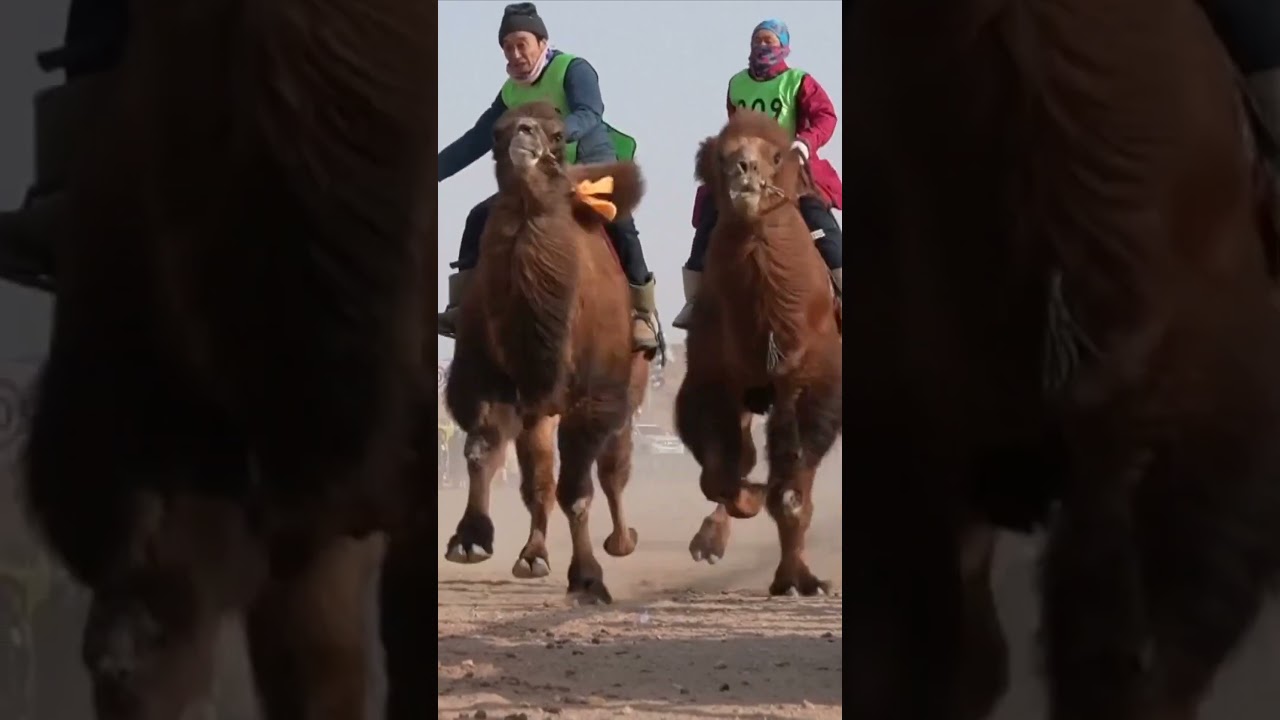 10,000 camels compete at China fair - The Global Herald