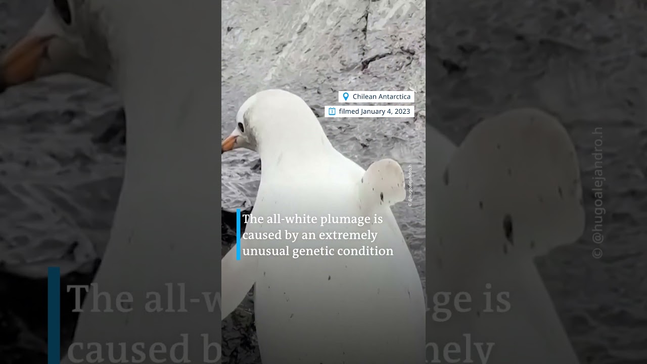 Rare white penguin spotted in the Antarctic | DW News - The Global Herald