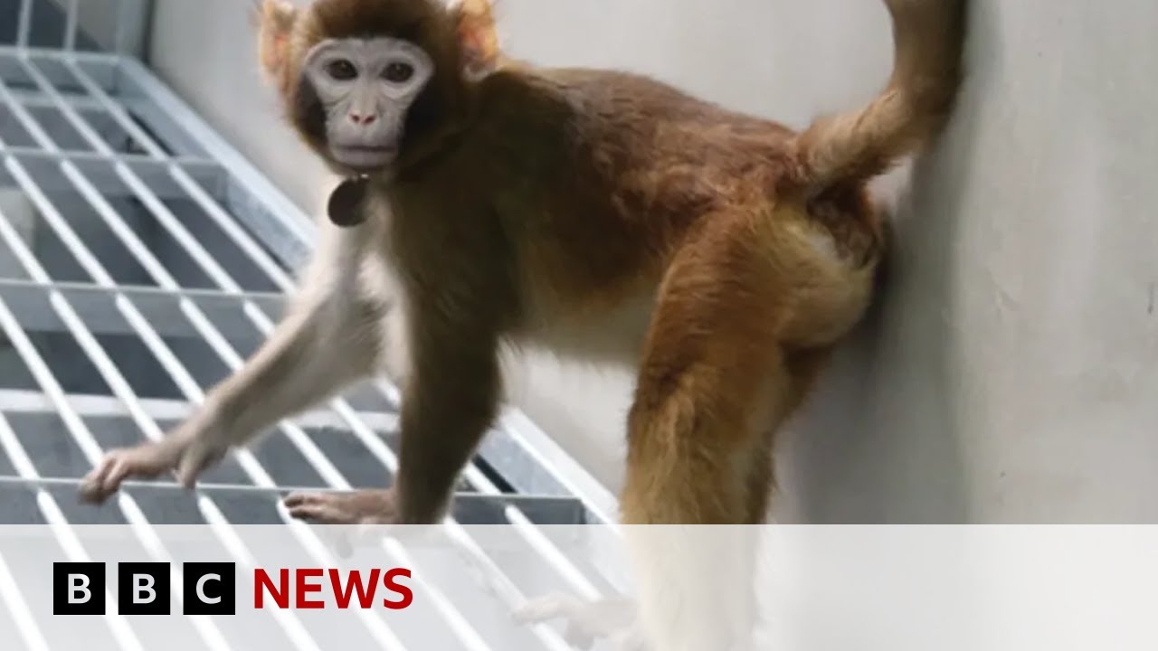 Cloned rhesus monkey created in China to speed up medical research ...