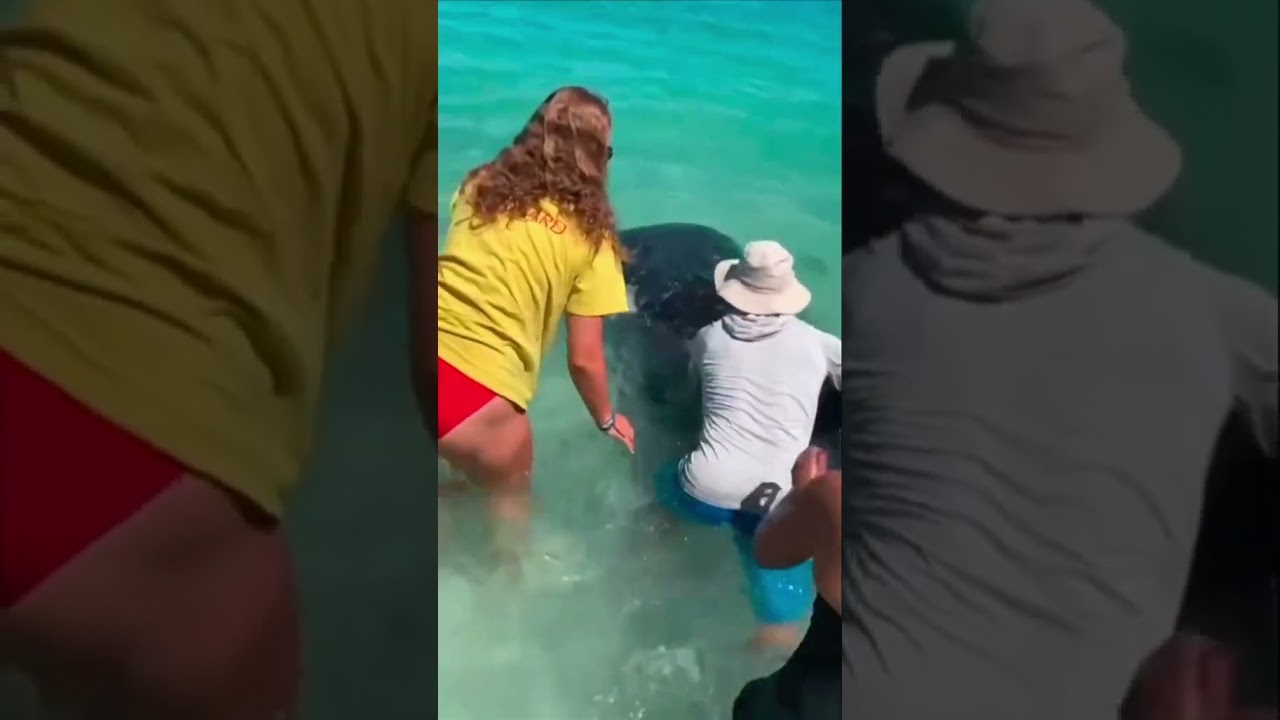 Stranded baby whale shark rescued - The Global Herald Stranded baby whale shark rescued - The Global Herald