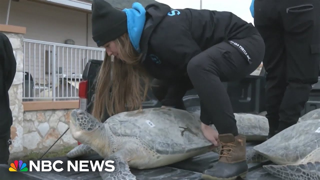 Cold-stunned sea turtles find refuge at Texas rescue facility - The Global Herald