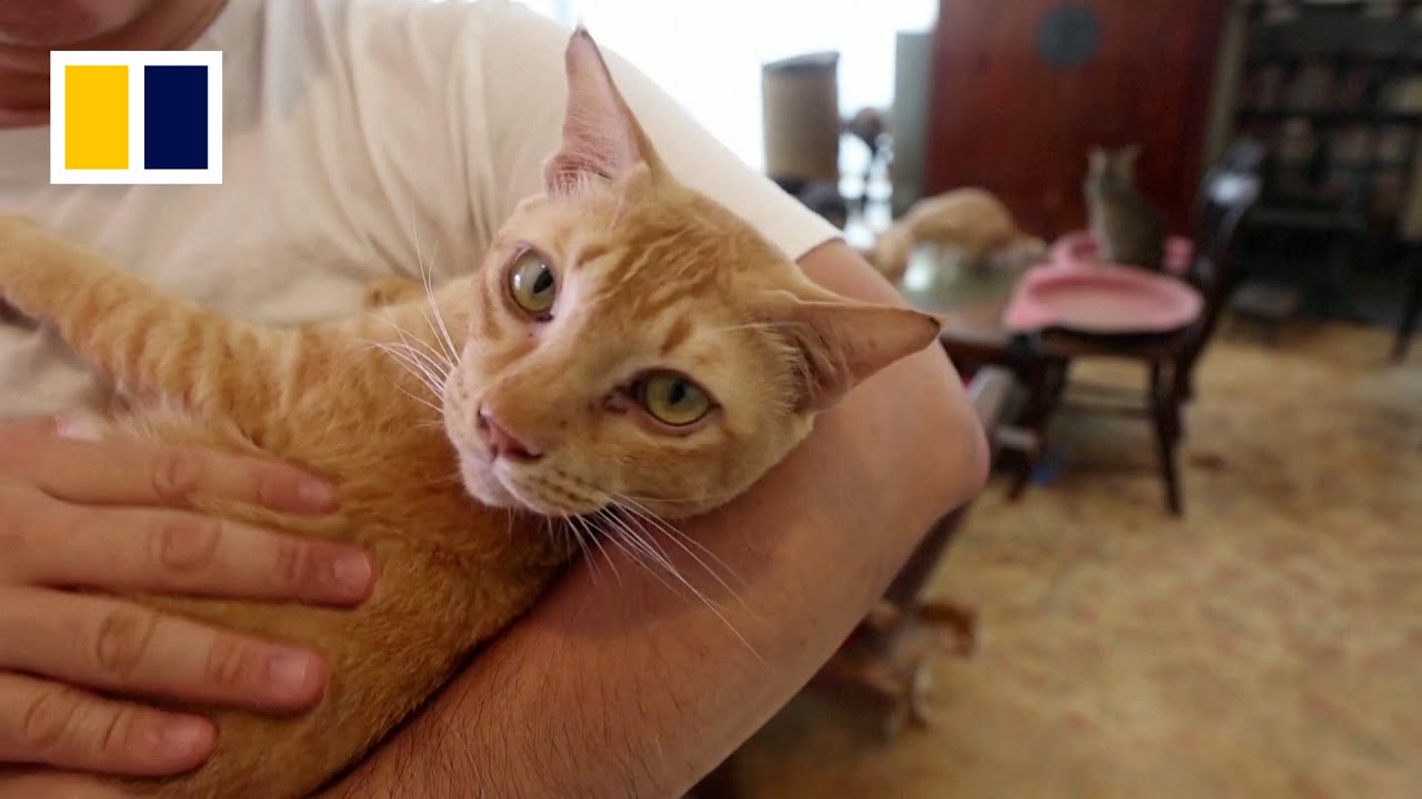 Singapore’s cats to emerge from hiding with lifting of decades-old ban ...