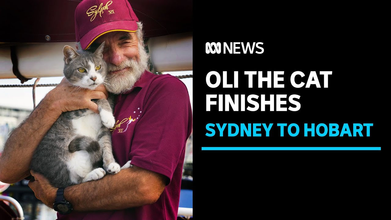 Oli the cat completes Sydney to Hobart yacht race | ABC News - The ...