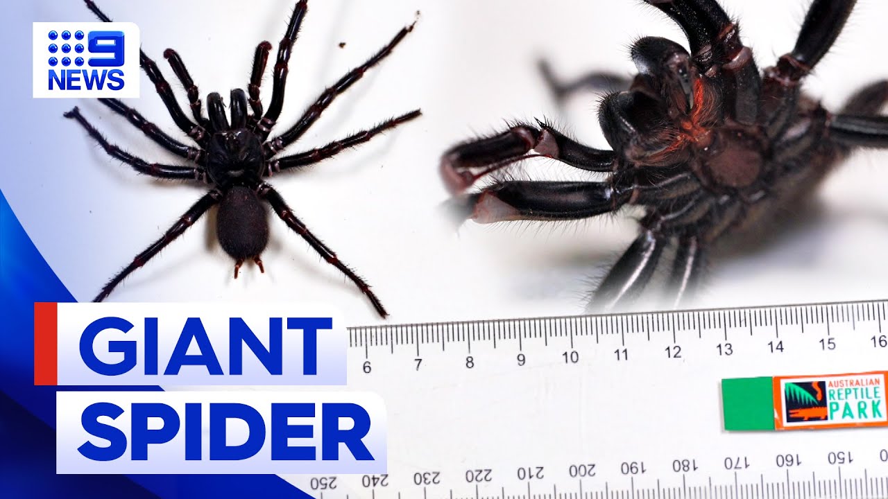 Largest funnel web spider in history found in NSW | 9 News Australia ...