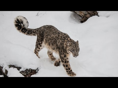 Snow leopard's hunt captured on camera in NW China's Xinjiang - The ...