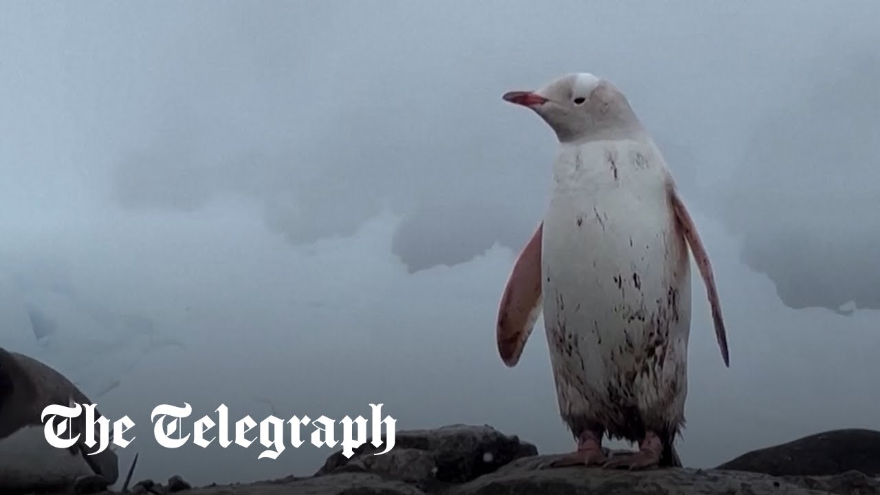 Rare white penguin spotted in Antarctica - The Global Herald