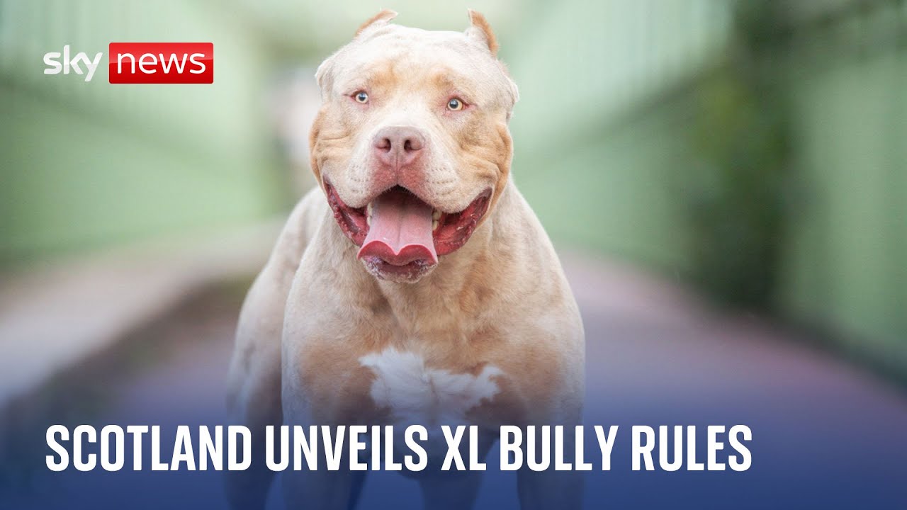 Meet the dogs being banned in Scotland: New XL bully rules unveiled ...